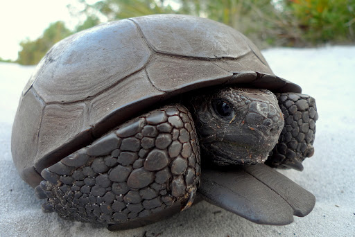 Life in the Scrub – John Benning